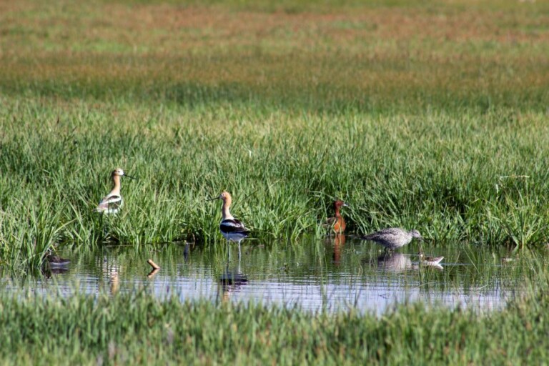 Bird Surveys – Oregon Desert Land Trust